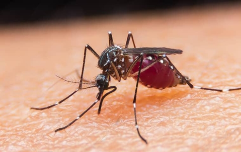 What Smells Do Mosquitoes In College Station Hate D. Lee Pest Services